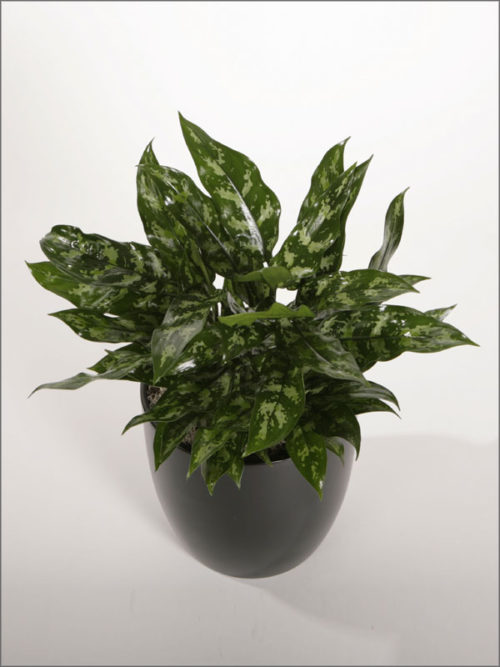 Brassaia actinophylla - Plantopia - Indoor Plant Service