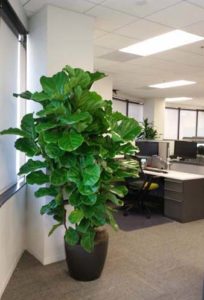Ficus-Lyrata-Plant-office - Plantopia - Indoor Plant Service